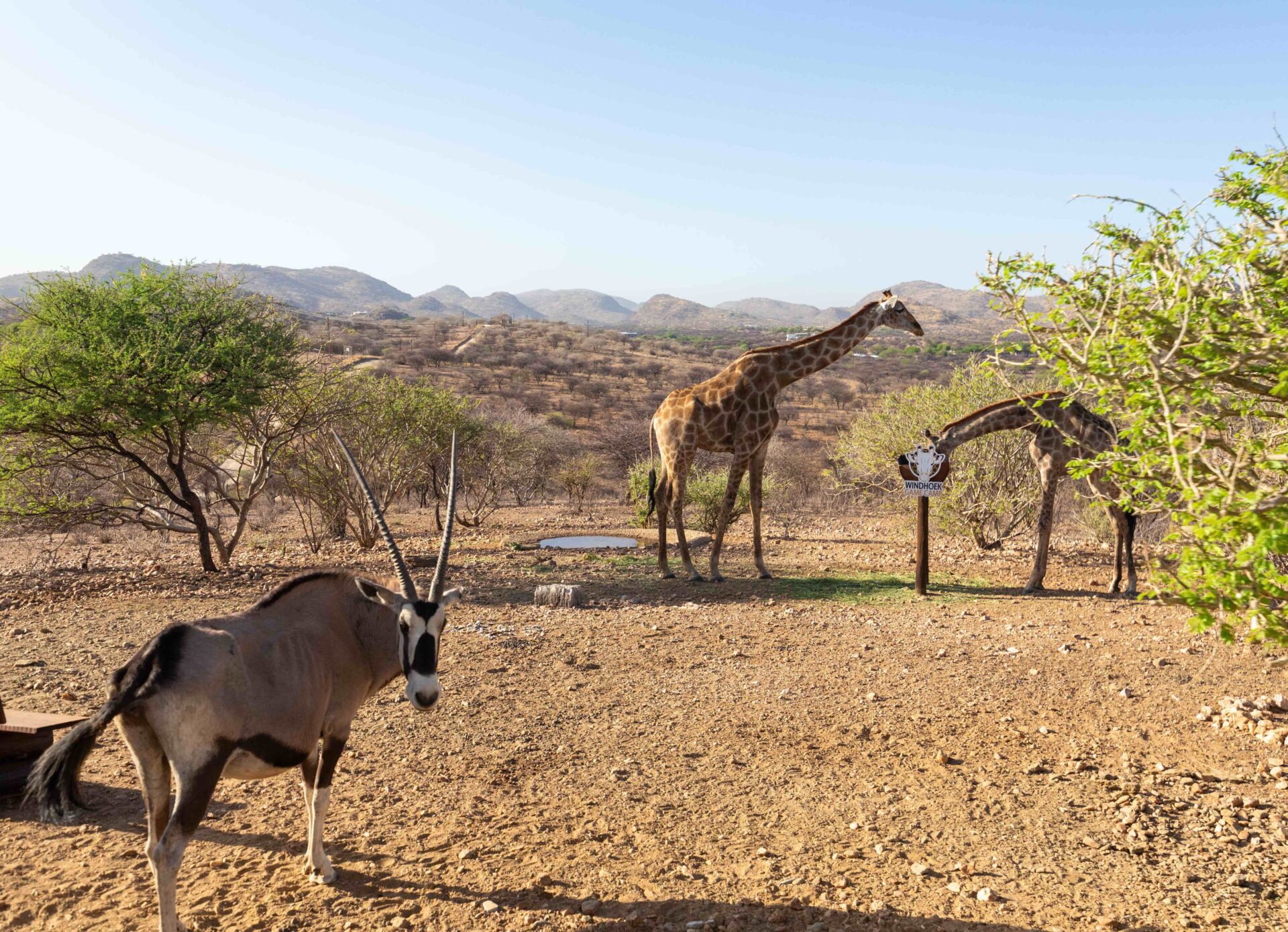 ENG - Windhoek GameCamp